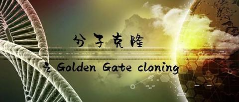 分子克隆——Golden Gate cloning - 知乎