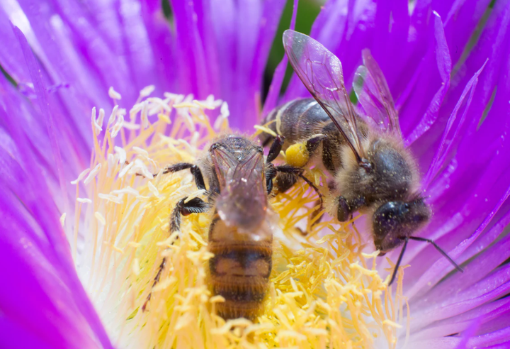 授粉者友好景观（Pollinator-Friendly）01 - 知乎