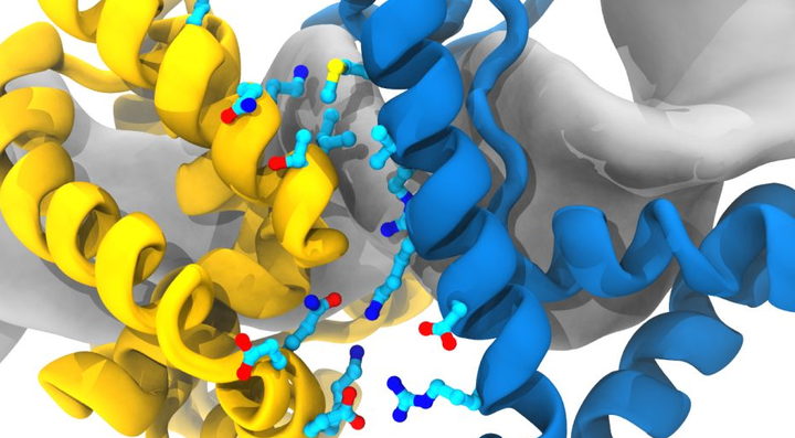 Nat.Commun. | DynamicBind:基于几何深度学习的动态复合物结构预测模型 - 知乎