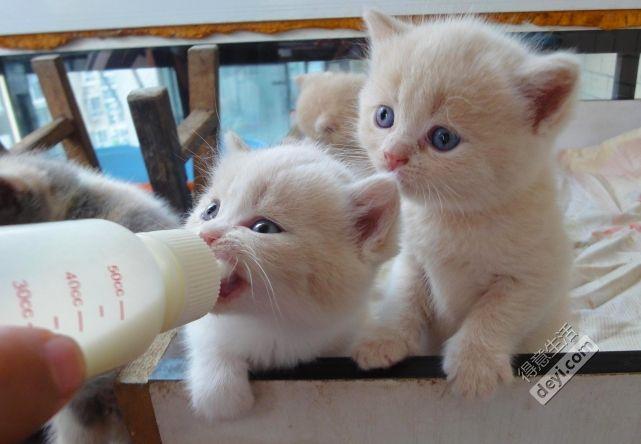怎么给小奶猫喂奶？ 知乎
