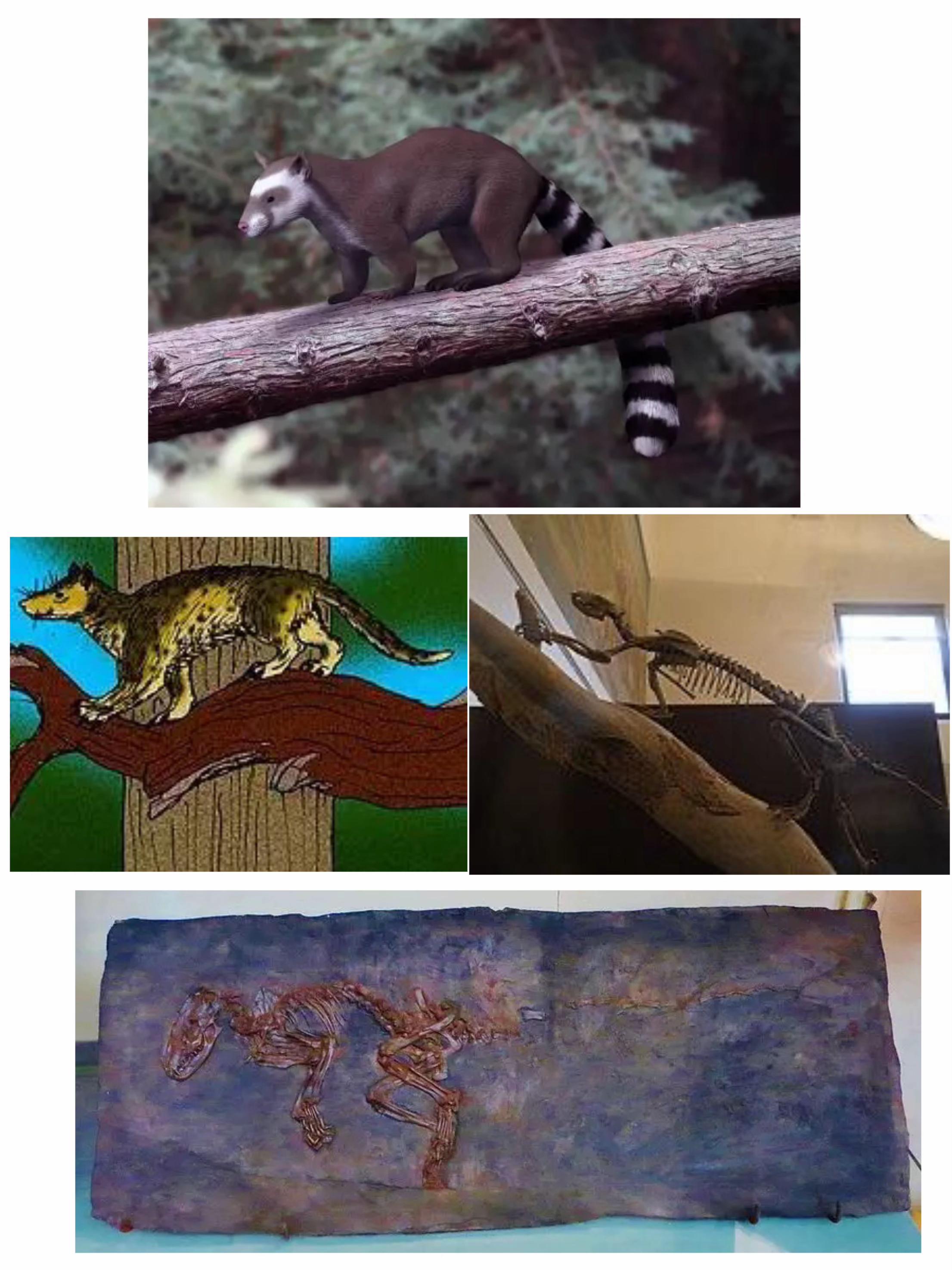 真兽类已灭绝的目分别属于真兽亚纲的哪个总目？ - 知乎