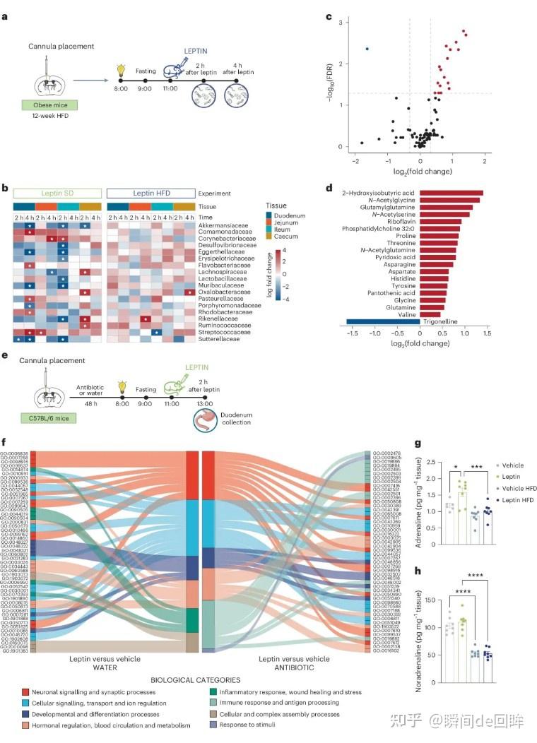【Nat Metab】微生物+转录+代谢组｜大脑与肠道菌群的“对话”被破解，或可改变代谢疾病治疗格局！ - 知乎
