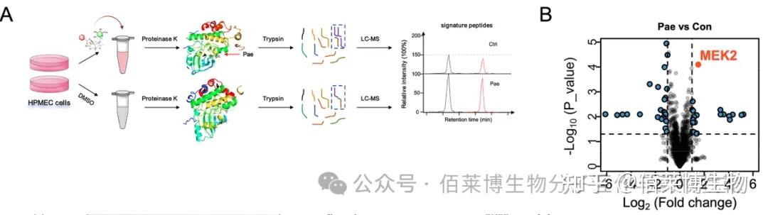 院士团队联用LiP-MS+CETSA+DARTS+SPR及MST等全套分子互作技术，并结合分子对接和分子动力学模拟揭示其调控线粒体功能并阻断铁 ...
