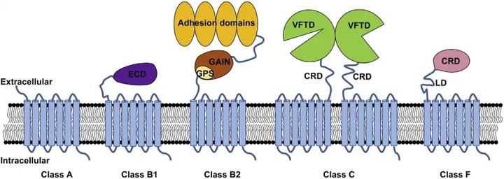 膜蛋白SPR实验：GPCR与化合物互作分析 - 知乎
