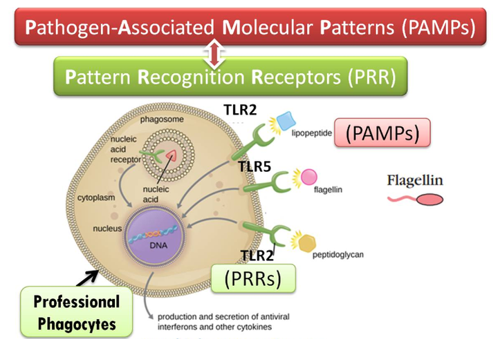 先天免疫反应如何识别病原体？ PRRs 和 PAMPs - 知乎