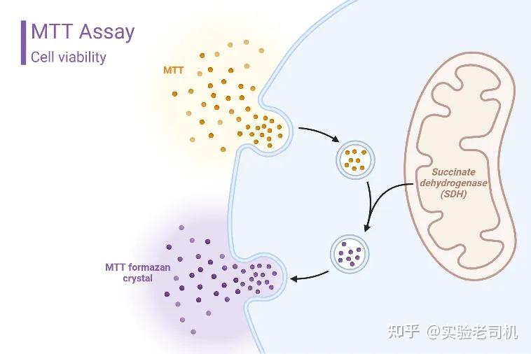 手把手教学｜MTT实验检测细胞活性 - 知乎