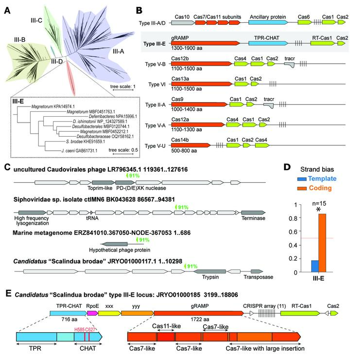 CRISPR-Cas III-E型系统可特异切割RNA - 知乎