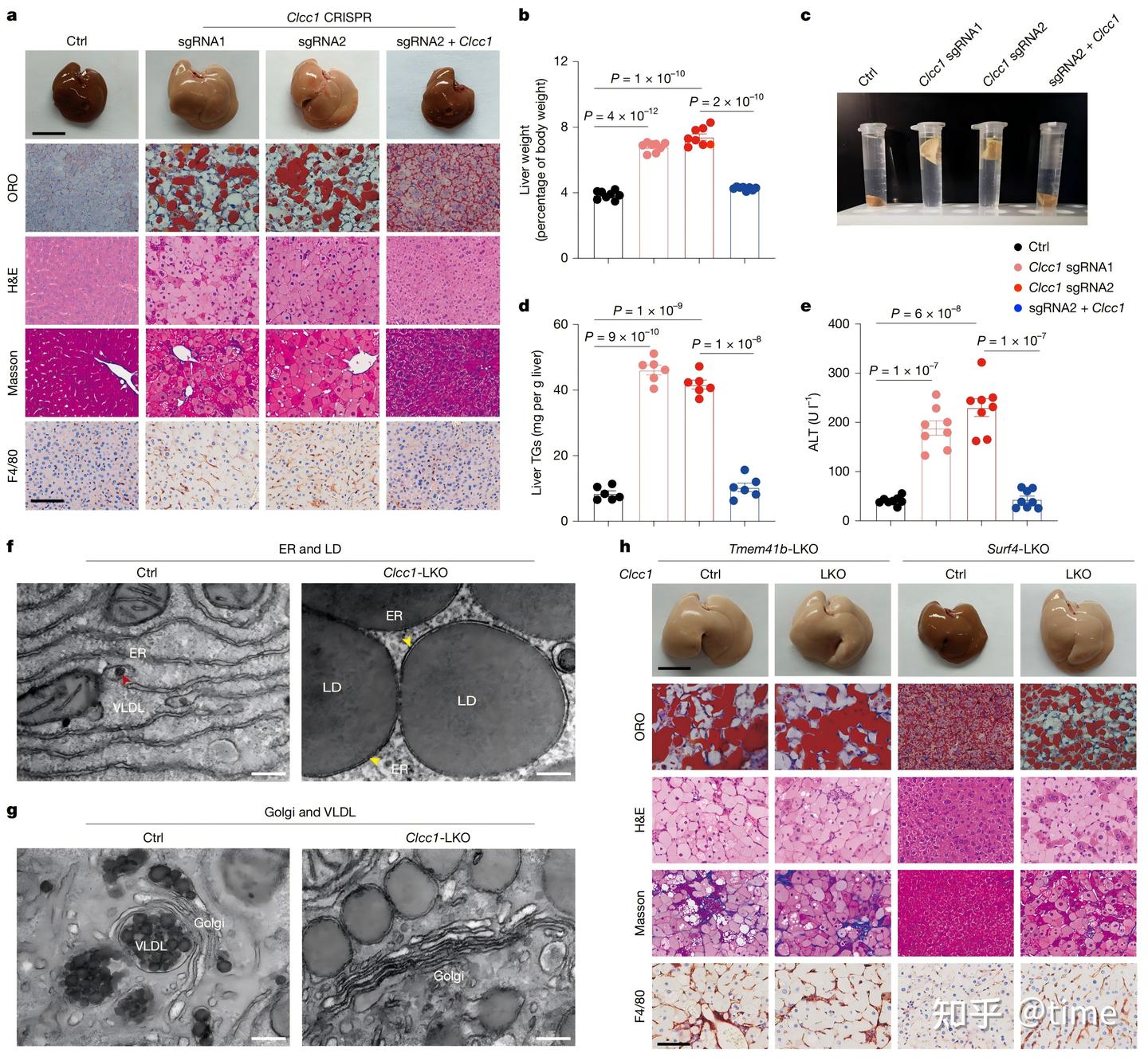 文献分享 | Nature：CLCC1 调控内质网双层膜平衡以维持脂质稳态 - 知乎