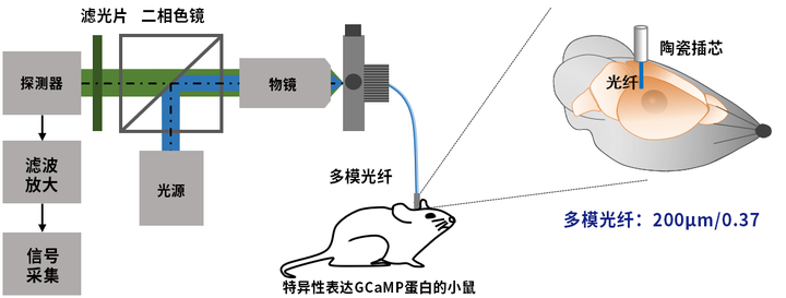 钙成像实验怎么操作？钙成像技术应用案例 - 知乎