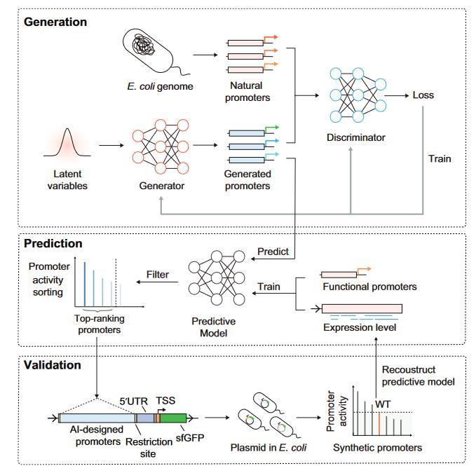 [论文研读]Synthetic promoter design in Escherichiacoli based on a deep ...