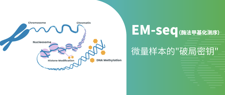 EM-seq（酶法甲基化测序）：微量样本甲基化研究的“破局密钥” - 知乎