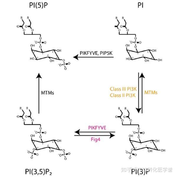 【Nature】胰腺癌中肿瘤代谢型合成致死的新靶点: PIKfyve - 知乎