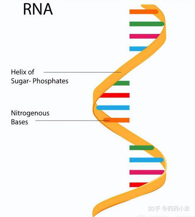 DNA和RNA的化学组成是什么？ - 知乎