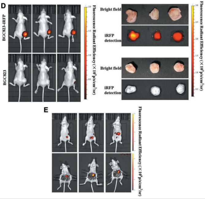 瑞孚迪 IVIS Lumina LT小动物活体成像——让二维光学成像更加简便 - 知乎