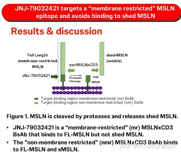 定表表位案例：膜定位的MSLN - 知乎