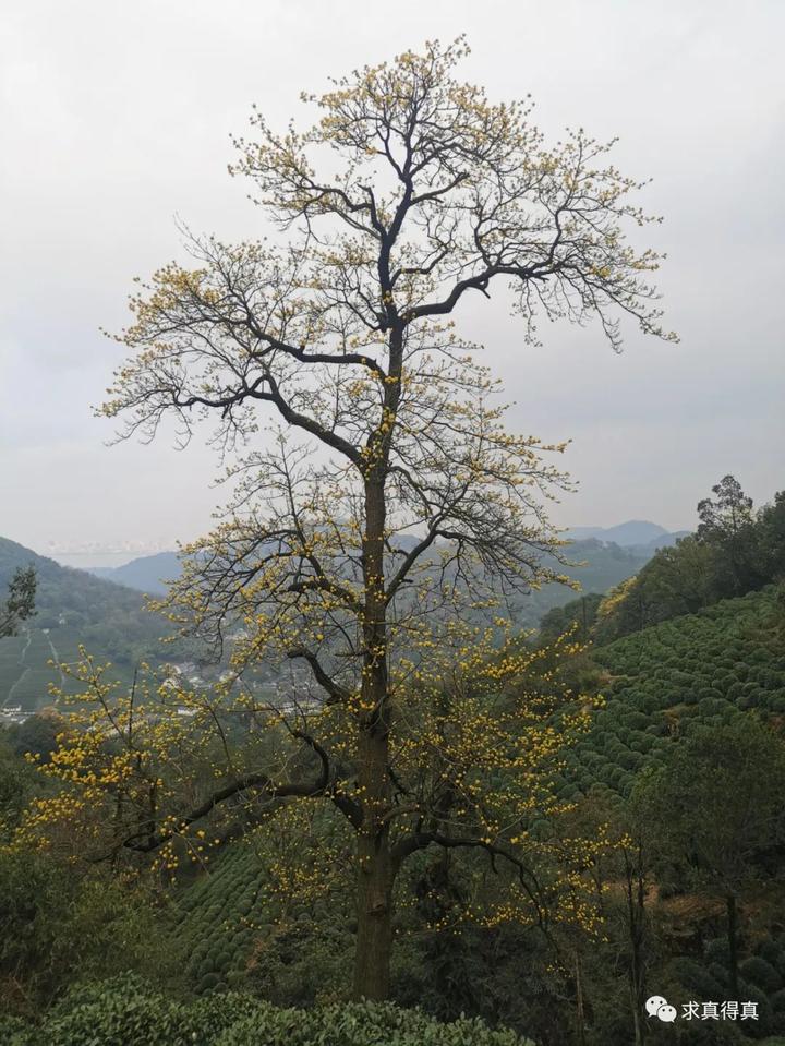 FreeSWITCH中SIP网关（Gateway）操作 - 知乎