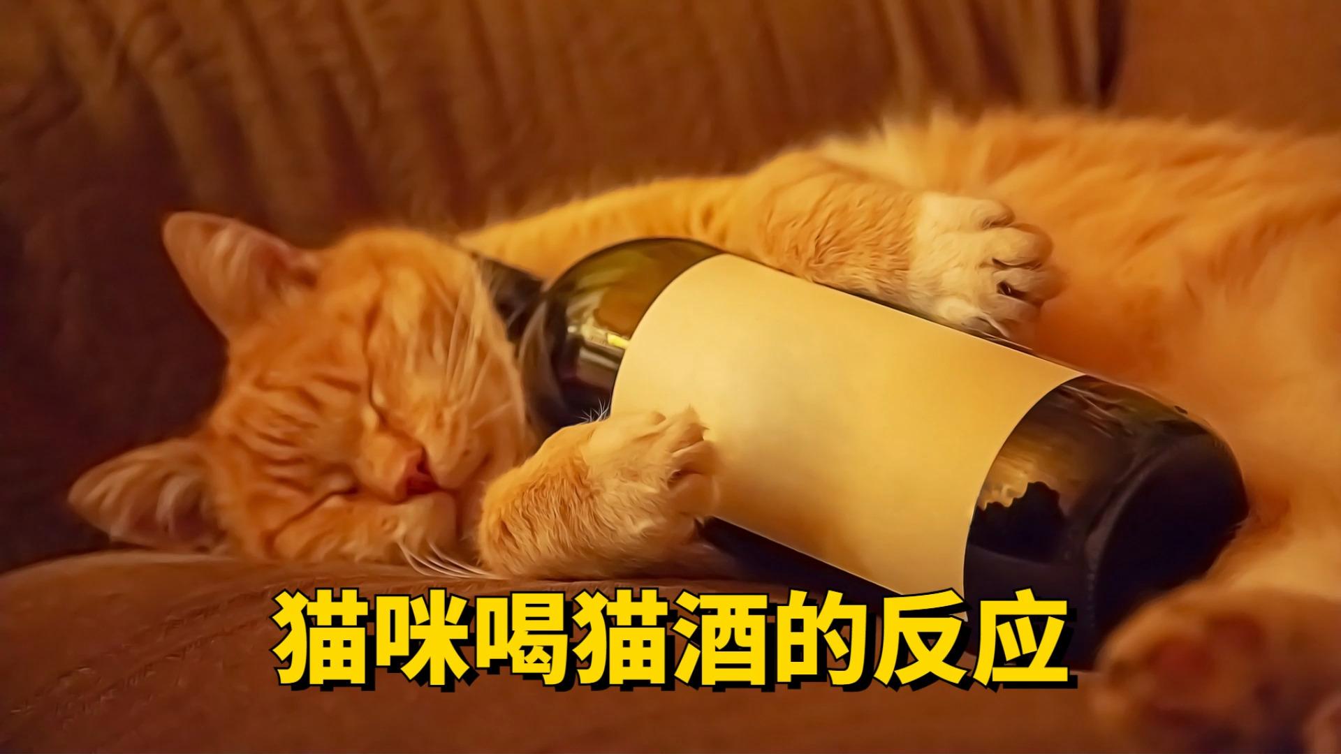 可以给猫喝酒吗? 知乎