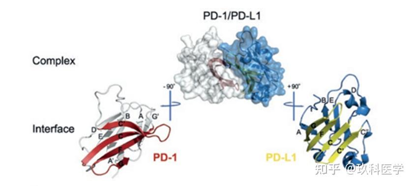 PD-1和PD-L1还分不清楚？看完通透！ - 知乎