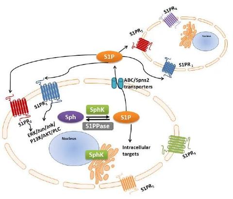【AmBeed聚焦】SphK：疾病治疗中的脂质信号靶点研究 - 知乎