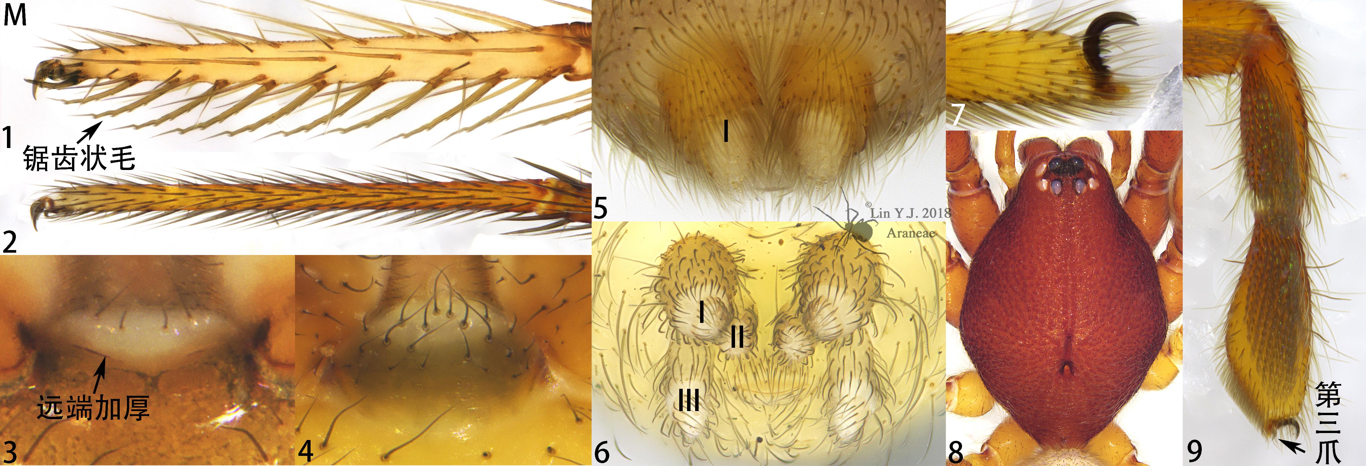 中国蜘蛛目（Araneae）检索表 - 知乎