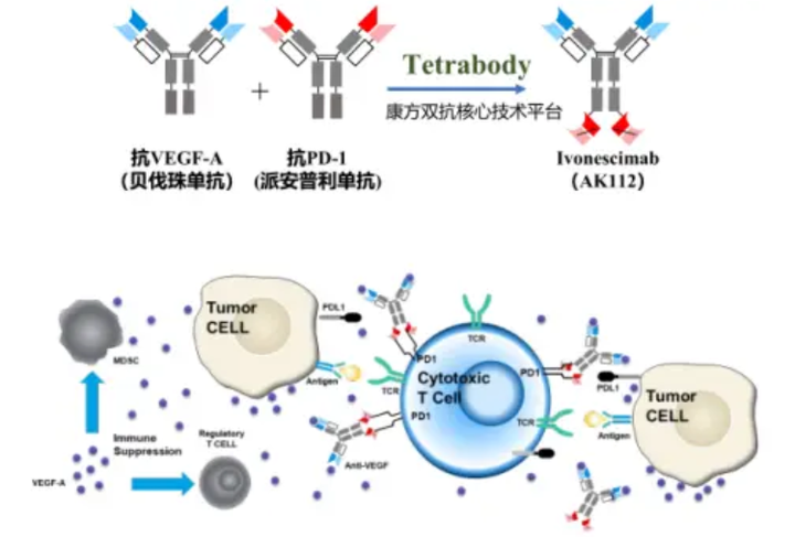 药物治疗新篇章：PD-1和VEGF-A双特异性抗体AK112亮相 - 知乎