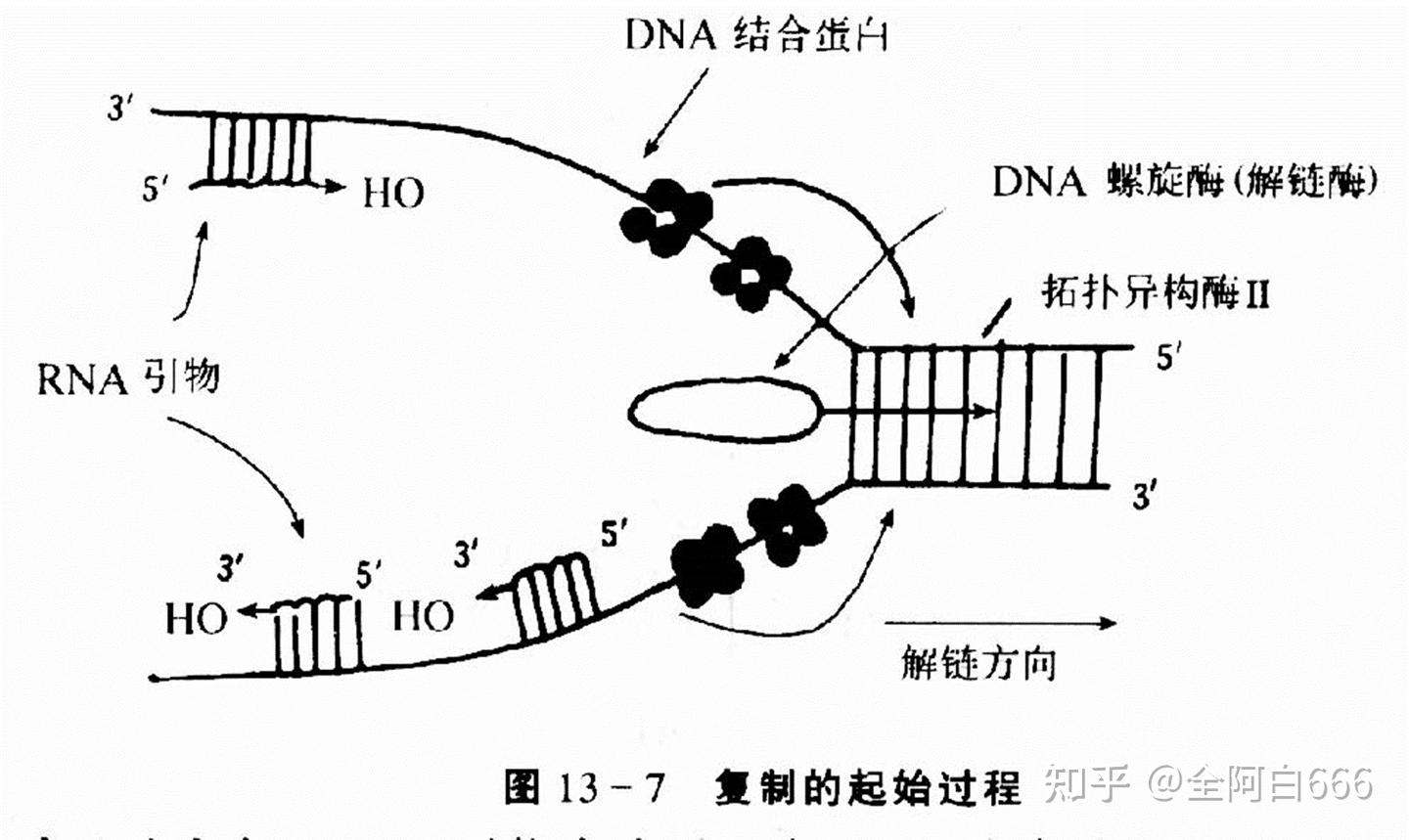 DNA复制 - 知乎