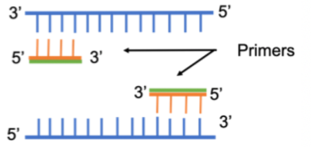 最强qRT-PCR）NCBI/oligo 7引物设计，附加oligo 7 + DNAstar软件 - 知乎