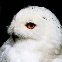 (Chez (Scheme)) 源码阅读（一） - 知乎