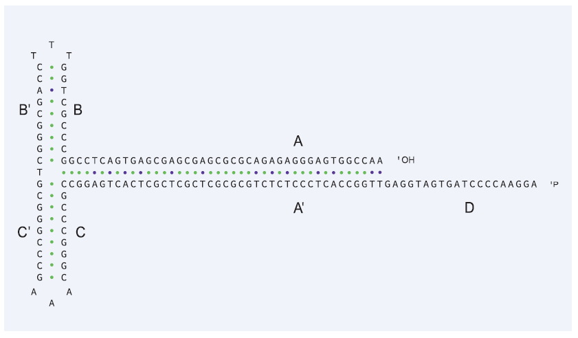 解决基因治疗痛点——AAV-ITR测通+载体稳定构建 - 知乎