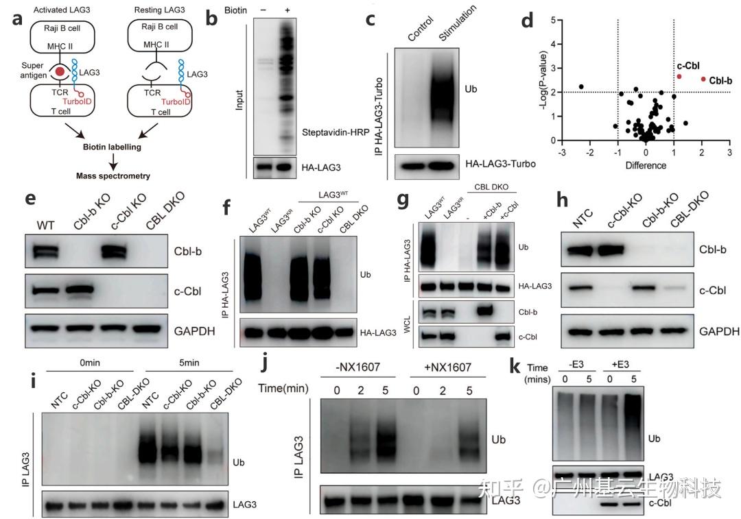 《Cell》解读：巧用Co-IP/IP-WB揭示配体结合触发LAG3受体泛素化活化的分子机制! 泛素化成为免疫治疗的新焦点 - 知乎
