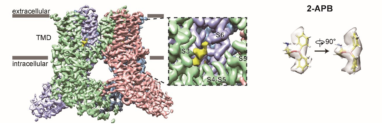 登上Nature子刊！浙大-深势科技团队联合揭示TRPV2的作用机制 - 知乎
