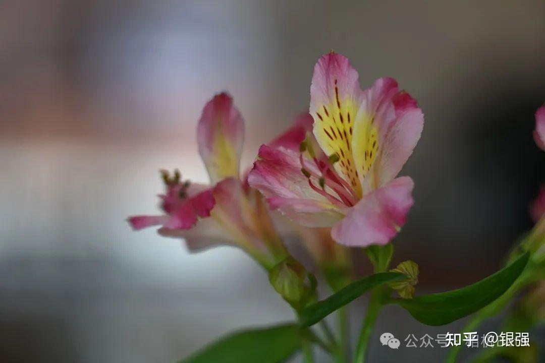 仅售10999元！尼康Z5II全画幅微单首发初体验！ - 知乎