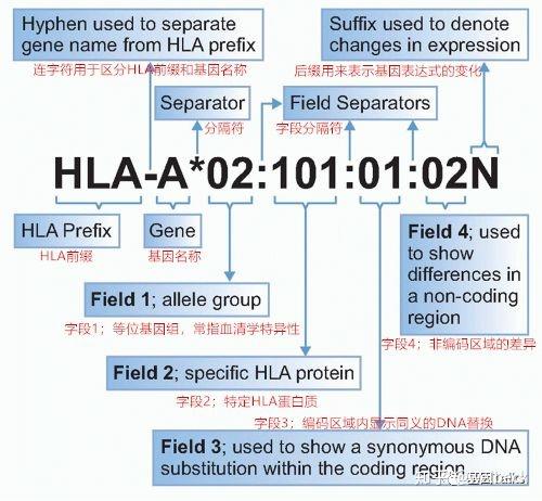 免疫检查点抑制剂生物标志物之HLA - 知乎