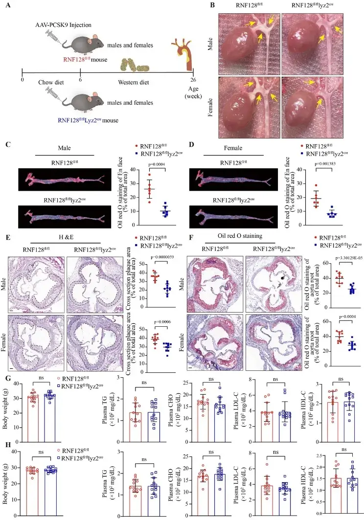 AAV-PCSK9如何应用于动脉粥样硬化造模？ - 知乎