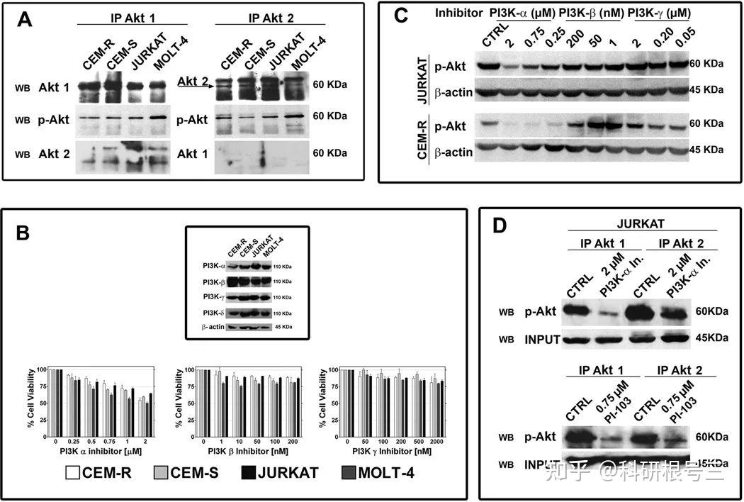 PI3K-Akt信号通路深度解读：激活/组成/通路串联/通路检测…… - 知乎