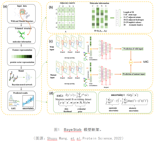 贝叶斯与图神经网络结合预测突变对蛋白质稳定性的影响 知乎