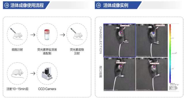 Revvity IVIS Lumina III助力生物发光小动物活体成像实验 - 知乎