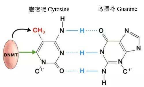 什么是SAM-e？ - 知乎