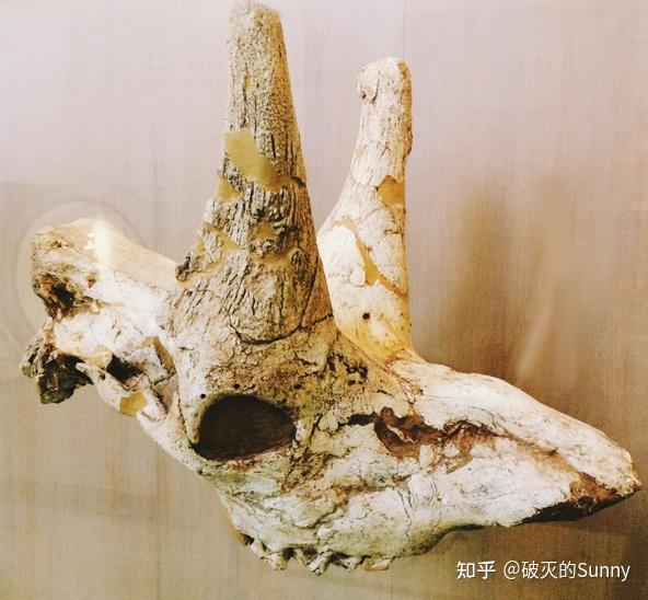 在B站看关于生物的视频时，了解到霍加狓这种短颈长颈鹿，同时还带过了一些已经灭绝的短颈长颈鹿，求科普？ - 知乎