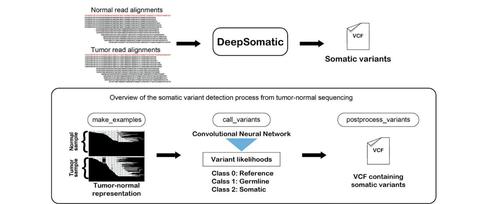 基于深度学习的体细胞变异检测软件DeepSomatic安装及使用 (DeepVariant 体细胞变异版) - 知乎