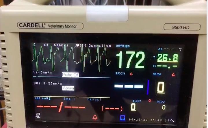 GDV术后与脾脏肿瘤摘除术后继发室性心率失常病例报告 - 知乎