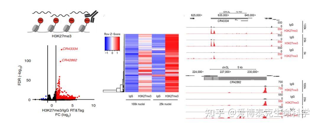 颠覆性技术RT&Tag，可广泛取代传统RNA蛋白互作研究 - 知乎
