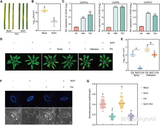 PhytoAB助力顶尖科研：Cell Rep:蜡样芽孢杆菌 NJ01 通过 EDS1-WRKY18 模块诱导 SA 和 ABA 介导的针对细菌 ...