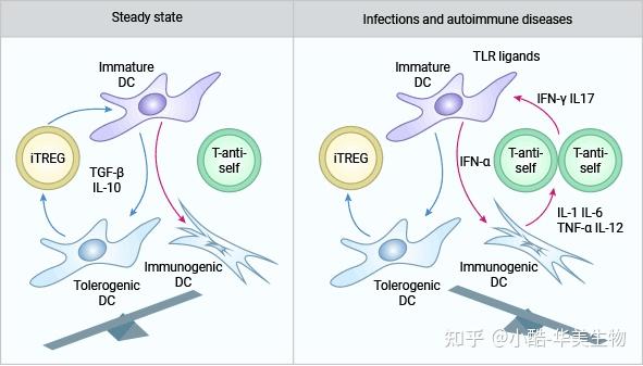 免疫治疗新突破：CD25（IL2RA）——调控Tregs的核心靶点与临床转化前景 - 知乎