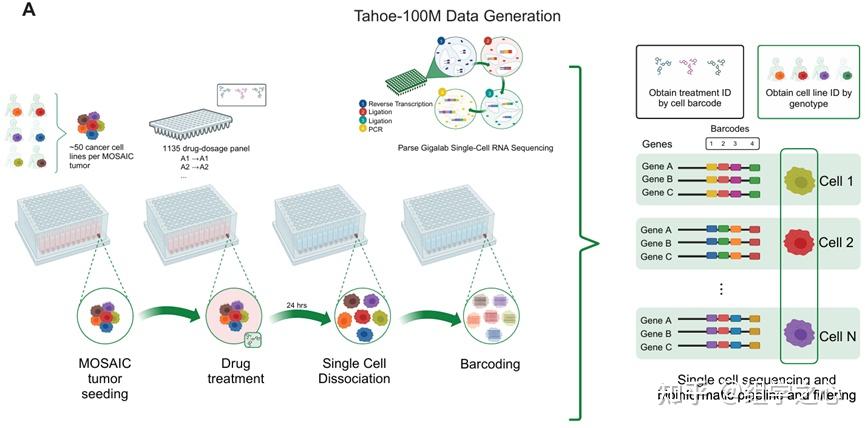 Tahoe-100M：现最大的1亿规模癌症单细胞转录组-药物治疗/扰动数据集 - 知乎
