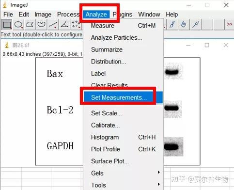 ImageJ定量分析 WB 灰度值（详解版） - 知乎