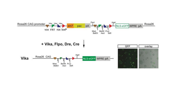 技术分享：一个集合Vika、Flp、Dre和Cre重组系统的报告基因小鼠模型 - 知乎