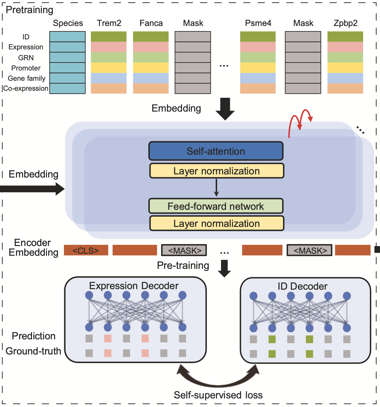(十一) GeneCompass | 知识驱动的跨物种单细胞基座模型 - 知乎