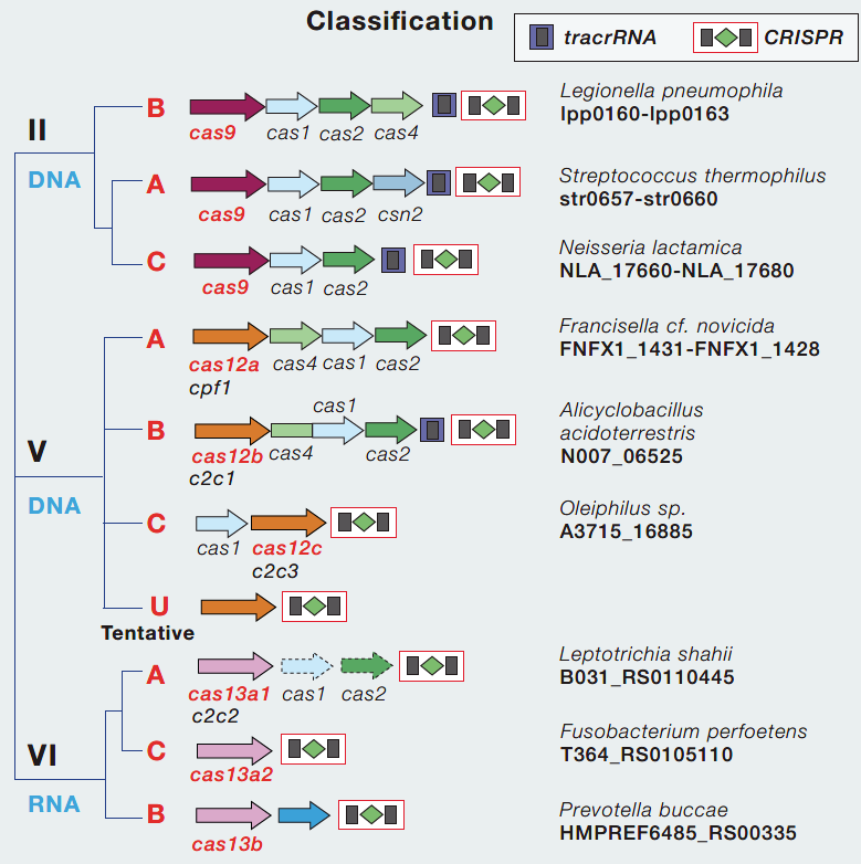 Cas Protein - Cas9蛋白作用机制详解 - 知乎