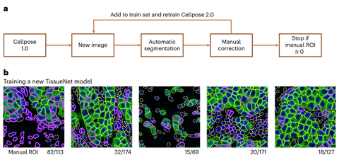 Cellpose 3.0 —— 一键图像恢复+细胞分割 - 知乎
